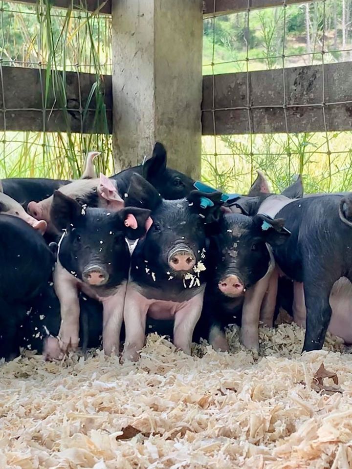 The Pigs are BACK at Hog Heaven! - Capon Springs